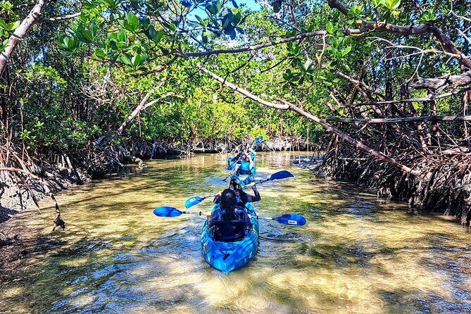 Guided Kayak Mangrove Ecotour in Rookery Bay Reserve, Naples - Key Points