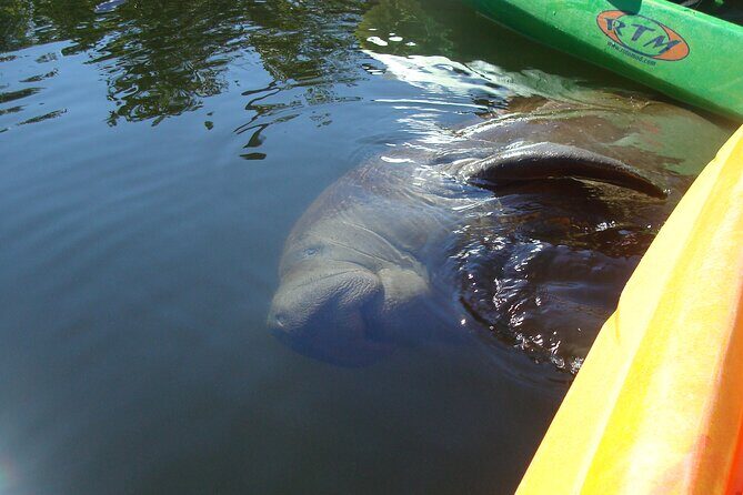 Guided Kayak Sunset Tour in Pelican Bay at Fort Myers Beach - Authentic Testimonials Highlighting the Experience