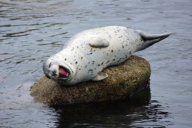 Guided Kayak Tour on San Juan Island - FAQ