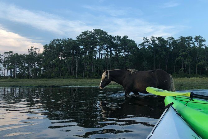 Guided Kayak Tour to see ponies, birds, dolphins and more - Key Points