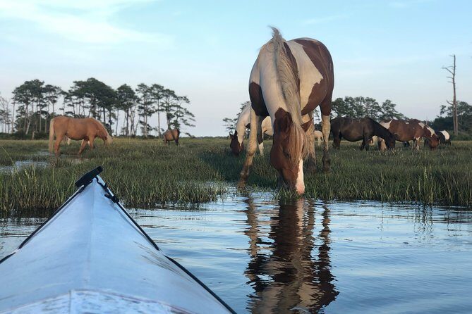 Guided Kayak Tour to see ponies, birds, dolphins and more - The Itinerary: What to Expect