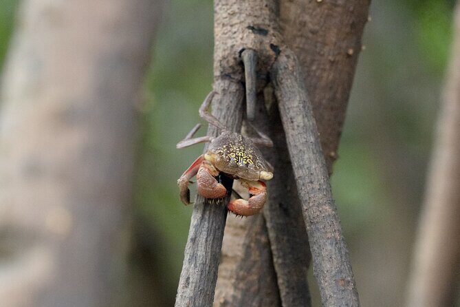 Guided Kayaking Tour of the Mitan Pond and its Mangrove - Key Points