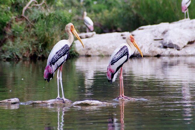 Guided Keoladeo Bird National Park Tour in Bharatpur from Jaipur - Who Should Book This Tour?