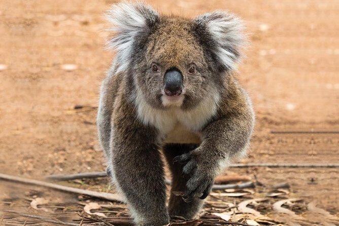 Guided Koala Walk and Bushfire ecology tour - An Honest Look at the Tour Experience