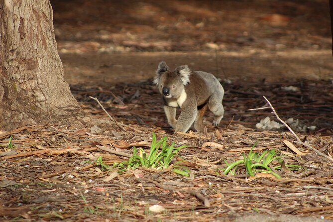 Guided Koala Walk and Bushfire ecology tour - Practical Tips for Travelers