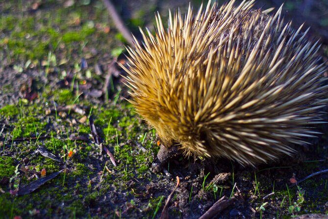 Guided Koala Walk and Bushfire ecology tour - Who Will Love This Tour?