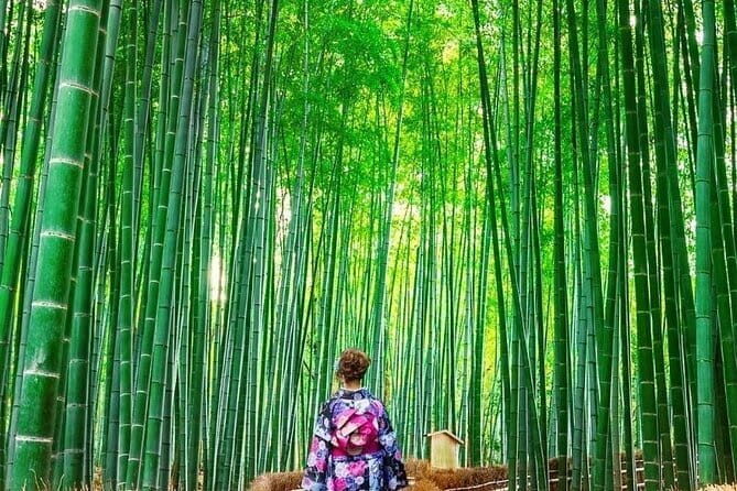 Guided Kyoto City Cherry Blossom One Day Private Tour - Frequently Asked Questions