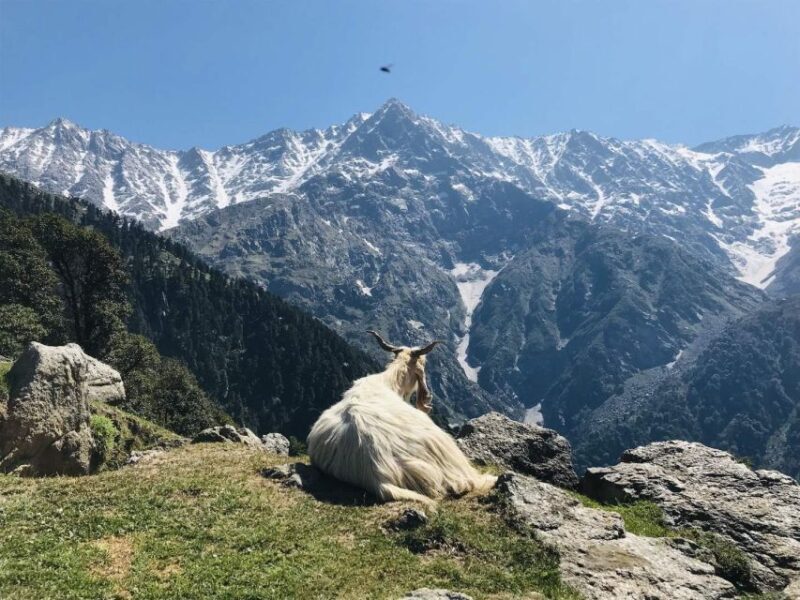 Guided Lama Dugh Hike in Manali - Who Will Love This Tour?