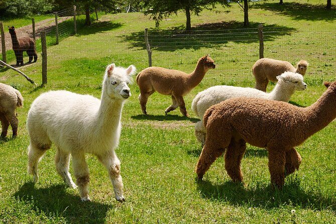Guided Lilymoore Alpaca Farm Tour - An In-Depth Look at the Lilymoore Alpaca Farm Tour