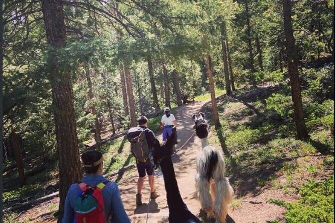 Guided Llama Hike in the Rocky Mountains - The Itinerary in Detail
