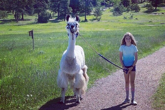 Guided Llama Hike in the Rocky Mountains - Who Will Love This Tour?