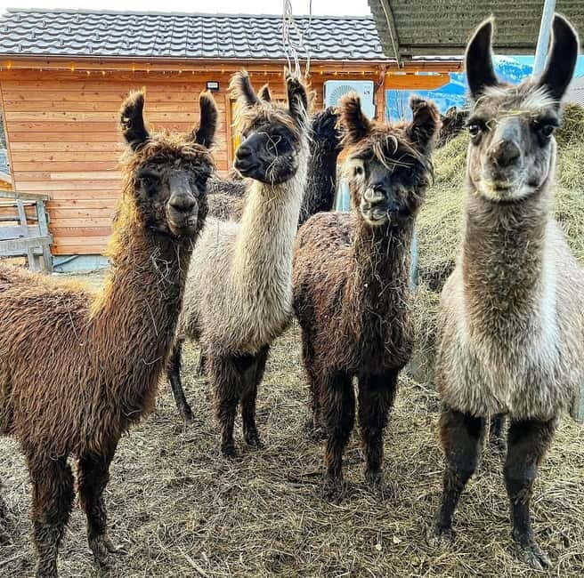 Guided llamawalk with a traditional, homemade cheesefondue - Why This Experience Works