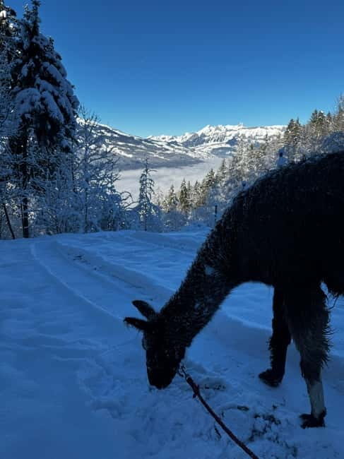 Guided llamawalk with a traditional, homemade cheesefondue - Final Thoughts: A Wonderful Mix of Nature and Flavor