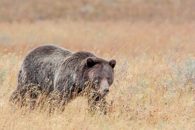 Guided Lower Loop of Yellowstone from Cody, WY - Who This Tour Is Perfect For