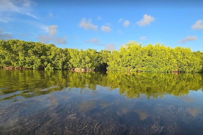 Guided Mangrove Eco Tours Kayak or Paddleboard Adventure - Group Size and Accessibility