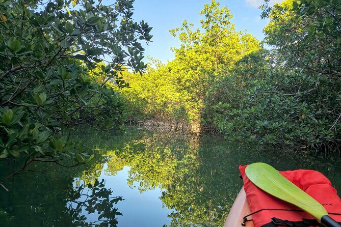Guided Mangrove Eco Tours Kayak or Paddleboard Adventure - Weather and Cancellation Policy