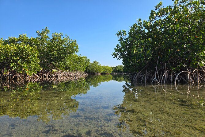 Guided Mangrove Eco Tours Kayak or Paddleboard Adventure - Who Would Love This Tour