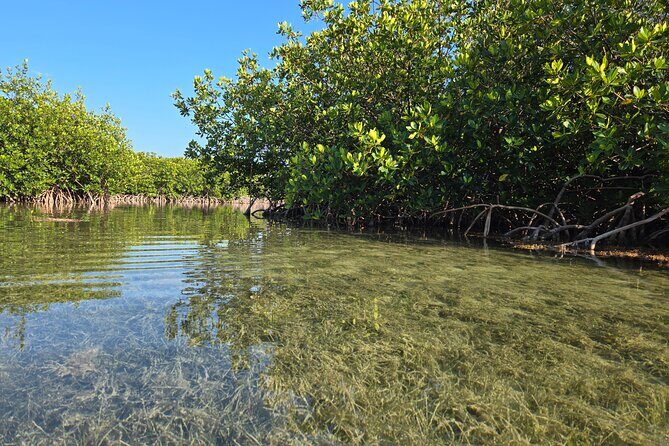 Guided Mangrove Eco Tours Kayak or Paddleboard Adventure - Final Thoughts: Is It Worth It?