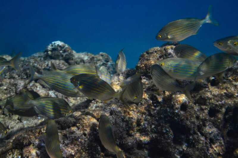 Guided Marine Life Excursion in Estepona - The Boat and Comfort