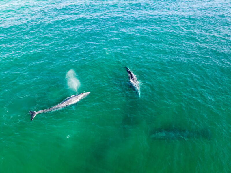 Guided Marine Life Excursion in Estepona - The Marine Life