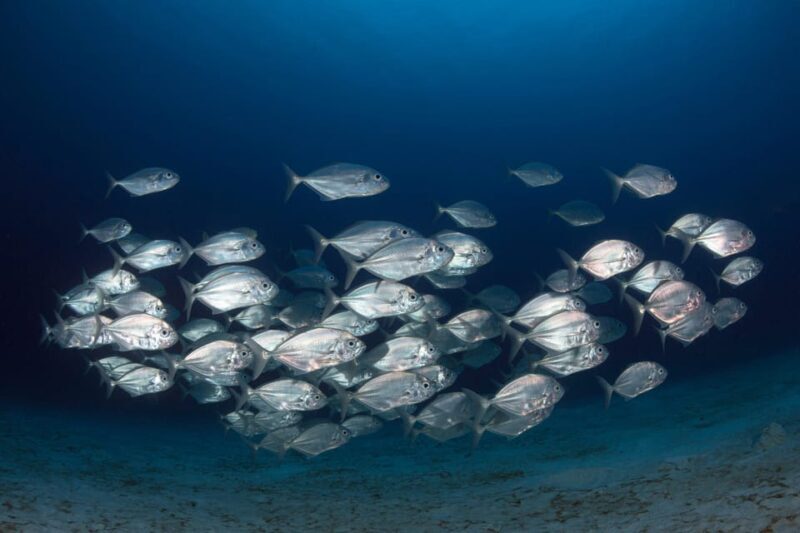 Guided Marine Life Excursion in Estepona - Guides and Commentary