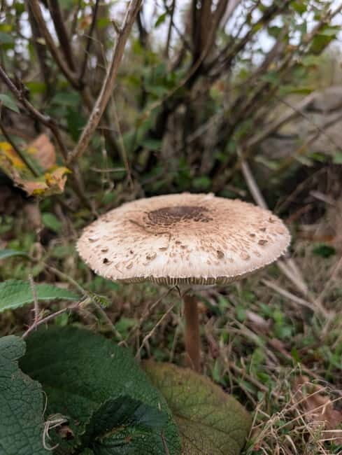 Guided Nature Tour: Pilgrims Way & Bigbury Fort - How Good Is the Value?
