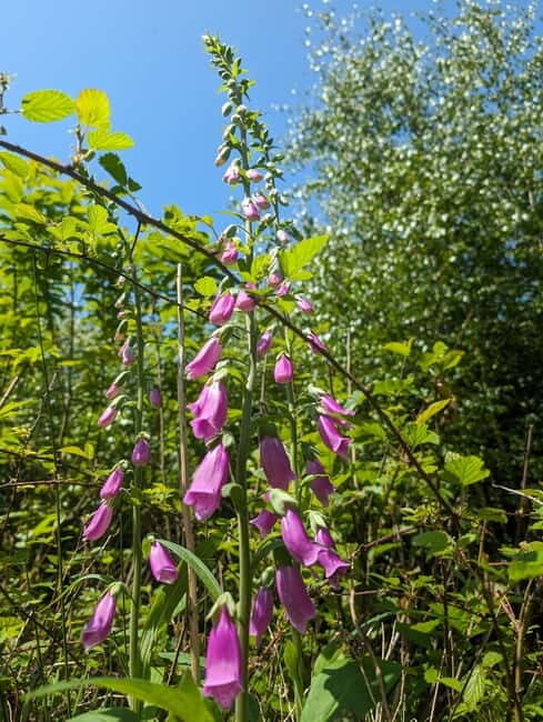 Guided Nature Tour: Pilgrims Way & Bigbury Fort - Final Thoughts