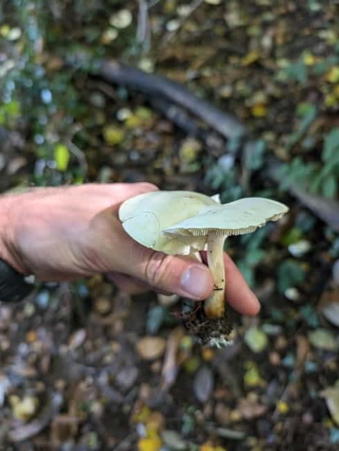 Guided Nature Tour: Pilgrims Way & Bigbury Fort - Frequently Asked Questions