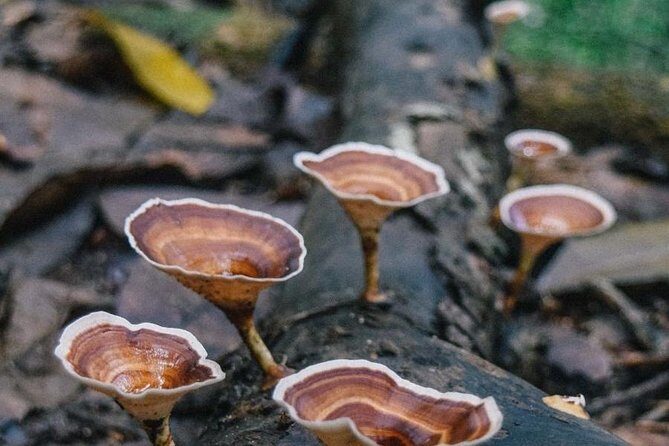 Guided Nature Trail to Kanneliya Forest - Key Points