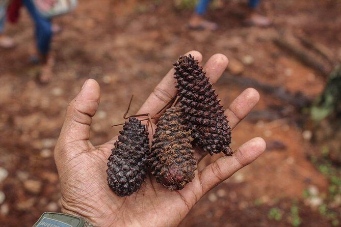 Guided Nature Trail to Kanneliya Forest - Value and Practicalities