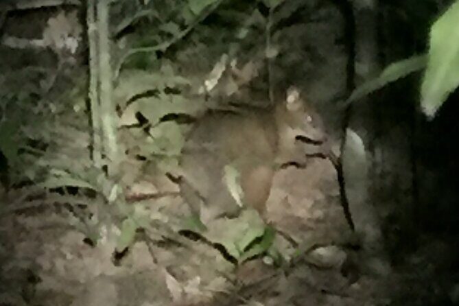 Guided Night Walk in Cape Tribulation - In-Depth Look at the Itinerary and Experience