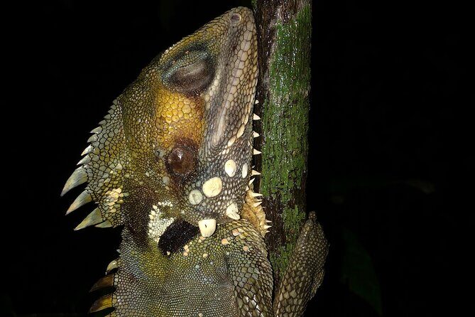 Guided Night Walk in Cape Tribulation - Authenticity and Education: Guides as the Heart of the Tour
