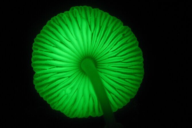 Guided Night Walk in Cape Tribulation - The Experience’s Suitability and Who Should Consider It
