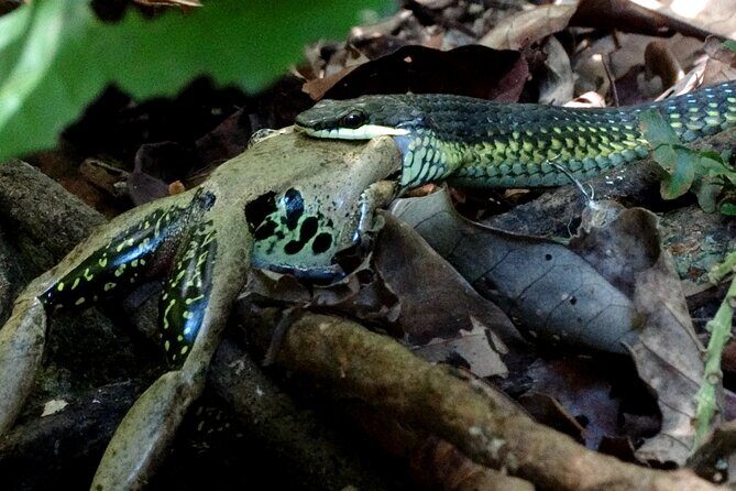 Guided Night Walk in Cape Tribulation - The Sum Up
