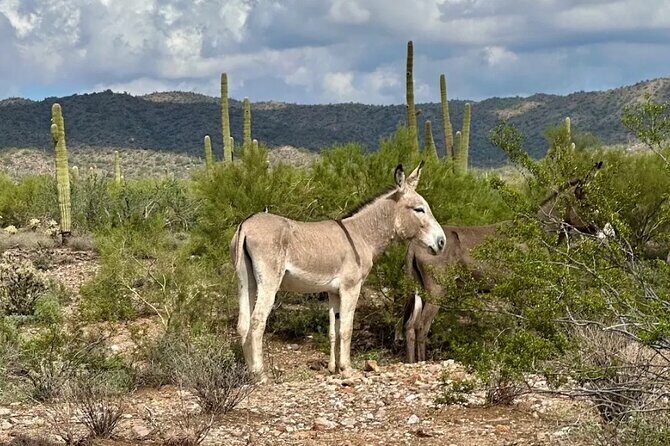 Guided Off Road ATV/UTV Adventure Tour - Practical Details and Considerations