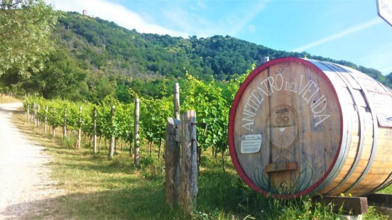 Guided Olive Oil & Wine Tour From Padua - Who Should Consider This Tour?