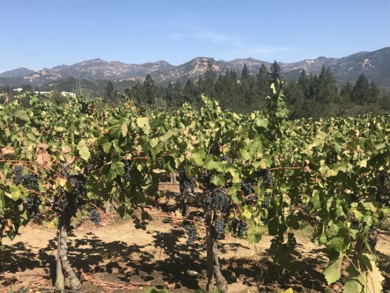 Guided Private Wine Tour to Napa and Sonoma Wine Country - Detailed Breakdown of the Itinerary