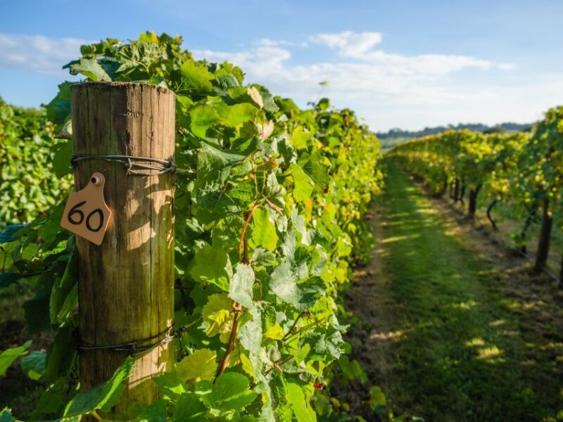 Guided Private Wine Tour to Napa and Sonoma Wine Country - Practical Considerations and Tips
