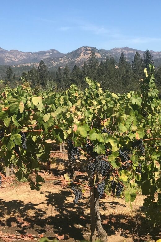 Guided Private Wine Tour to Napa and Sonoma Wine Country - Final Thoughts