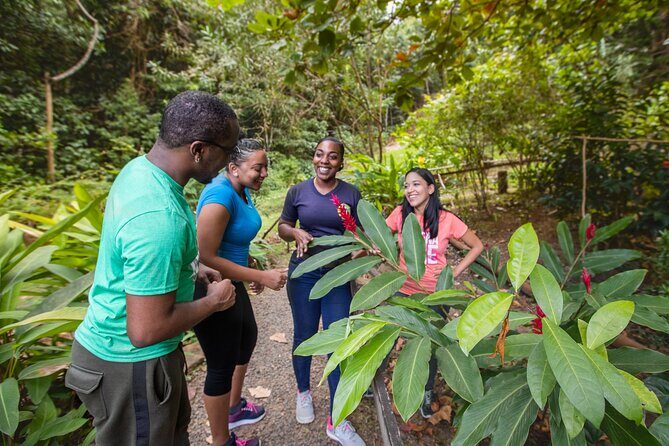 Guided Rainforest Hike on the Jacquot Trail  Castries, St Lucia - Is This Tour Right for You?