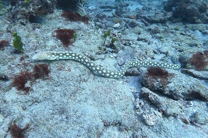 Guided Reef Snorkeling Tour in Pompano Beach - Who Will Love This Tour?