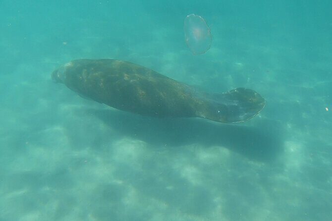Guided Reef Snorkeling Tour in Pompano Beach - The Sum Up: Is It Worth It?