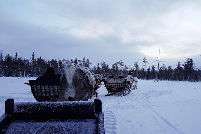 Guided reindeer farm visit and one hour sledge safari - An In-Depth Look at the Reindeer Farm and Sledge Safari