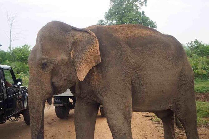 Guided round tour in srilanka - Additional Tours and Options