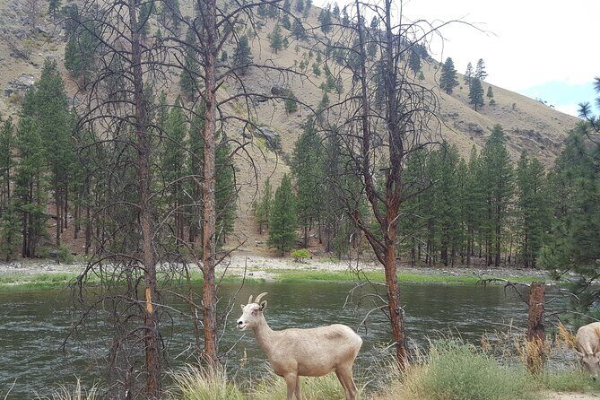 Guided Scenic Float Day Trip on the Salmon River - Price and Value