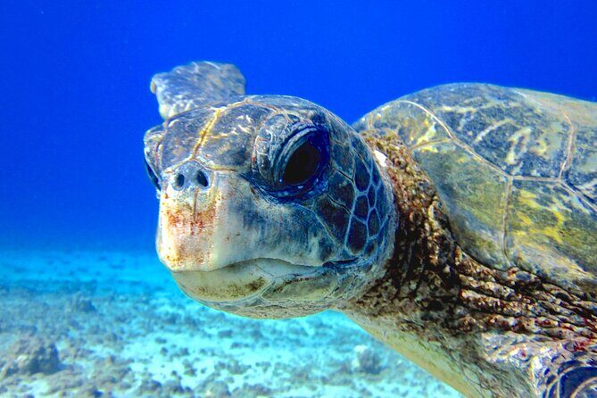 Guided Scuba Dive in Lahaina: Certified - What to Expect from Your Lahaina Scuba Experience