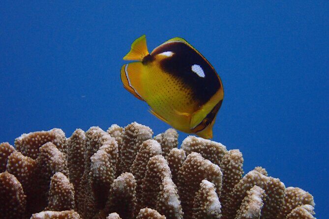 Guided Scuba Dive in Lahaina: Certified - Who Will Benefit Most?