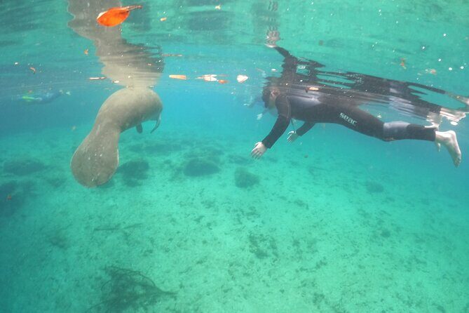 Guided Semi-Private Snorkel Tour (w/ FREE Photos!) - An In-Depth Look at the Tour