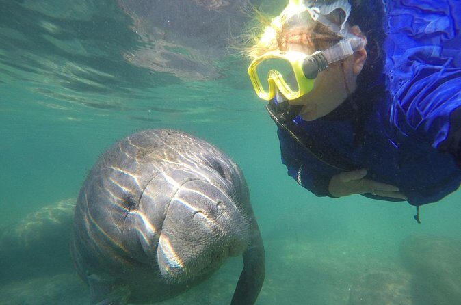 Guided Semi-Private Snorkel Tour (w/ FREE Photos!) - The Sum Up
