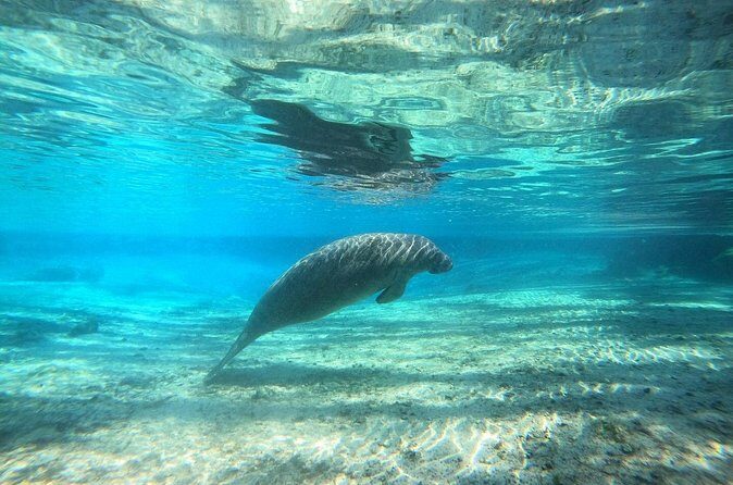 Guided Semi-Private Snorkel Tour (w/ FREE Photos!) - FAQ